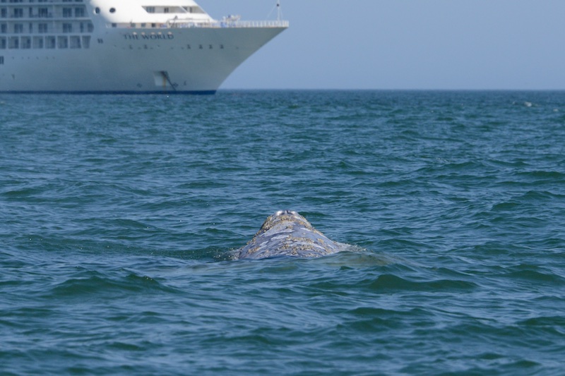 Grey Whales and Piltun Lagoon – Caroline and Stephen