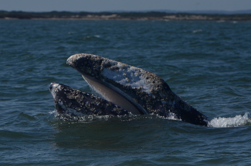 Grey Whales and Piltun Lagoon – Caroline and Stephen