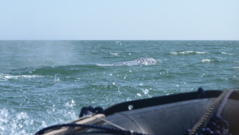 Grey Whales and Piltun Lagoon – Caroline and Stephen