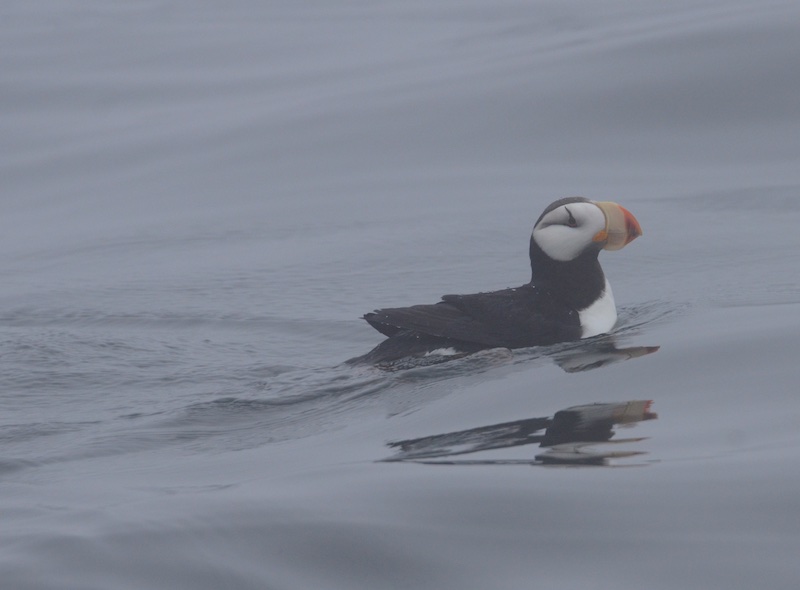 Iony Island – Caroline and Stephen