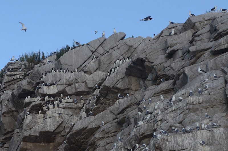 Mal’Minskiy Islands and Fyodora Bay – Caroline and Stephen