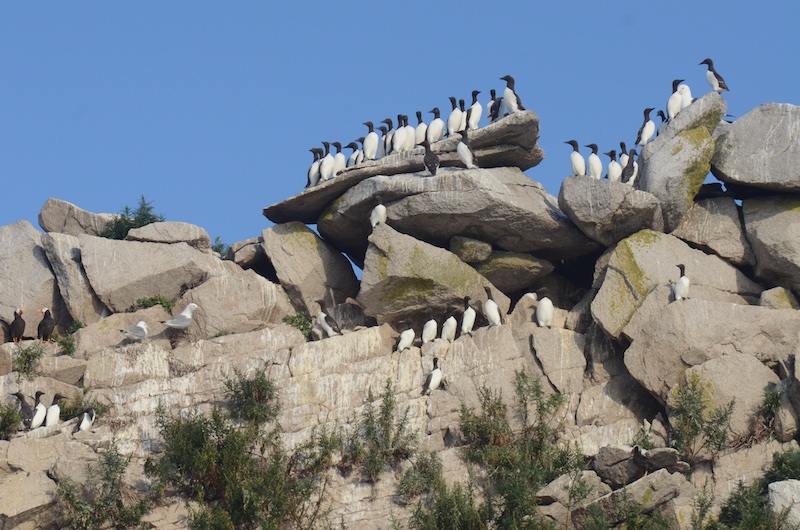 Mal’Minskiy Islands and Fyodora Bay – Caroline and Stephen